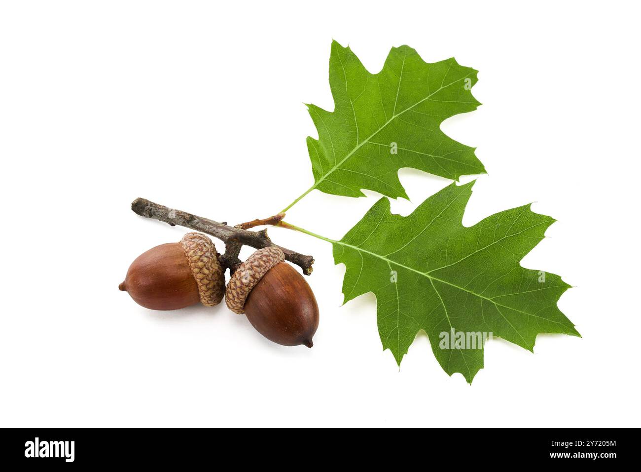 Two green oak leaves with acorns on a white background Stock Photo - Alamy