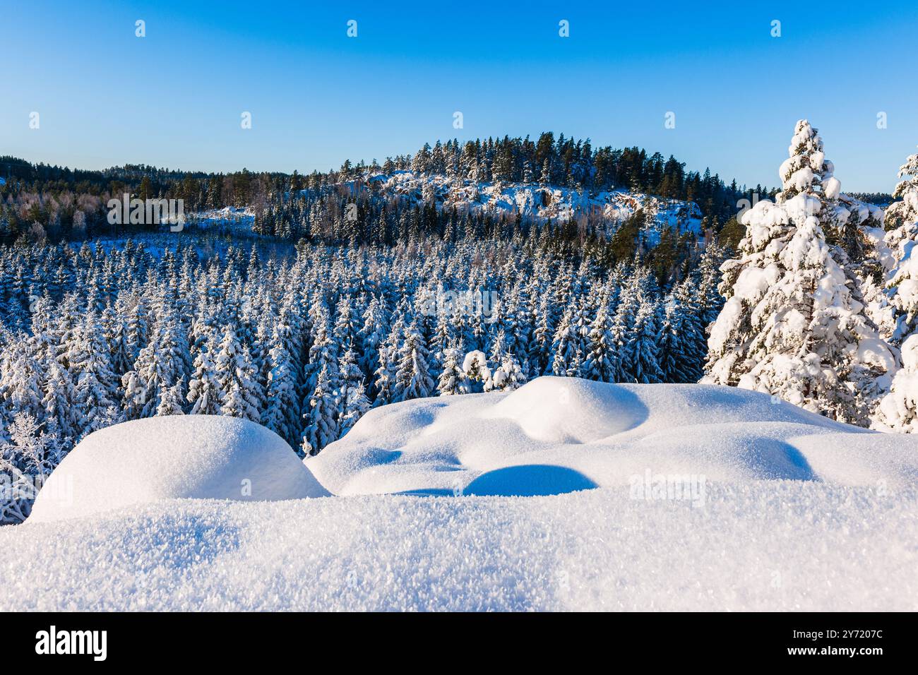 The winter forest in Sweden is blanketed in fresh snow, with tall trees ...