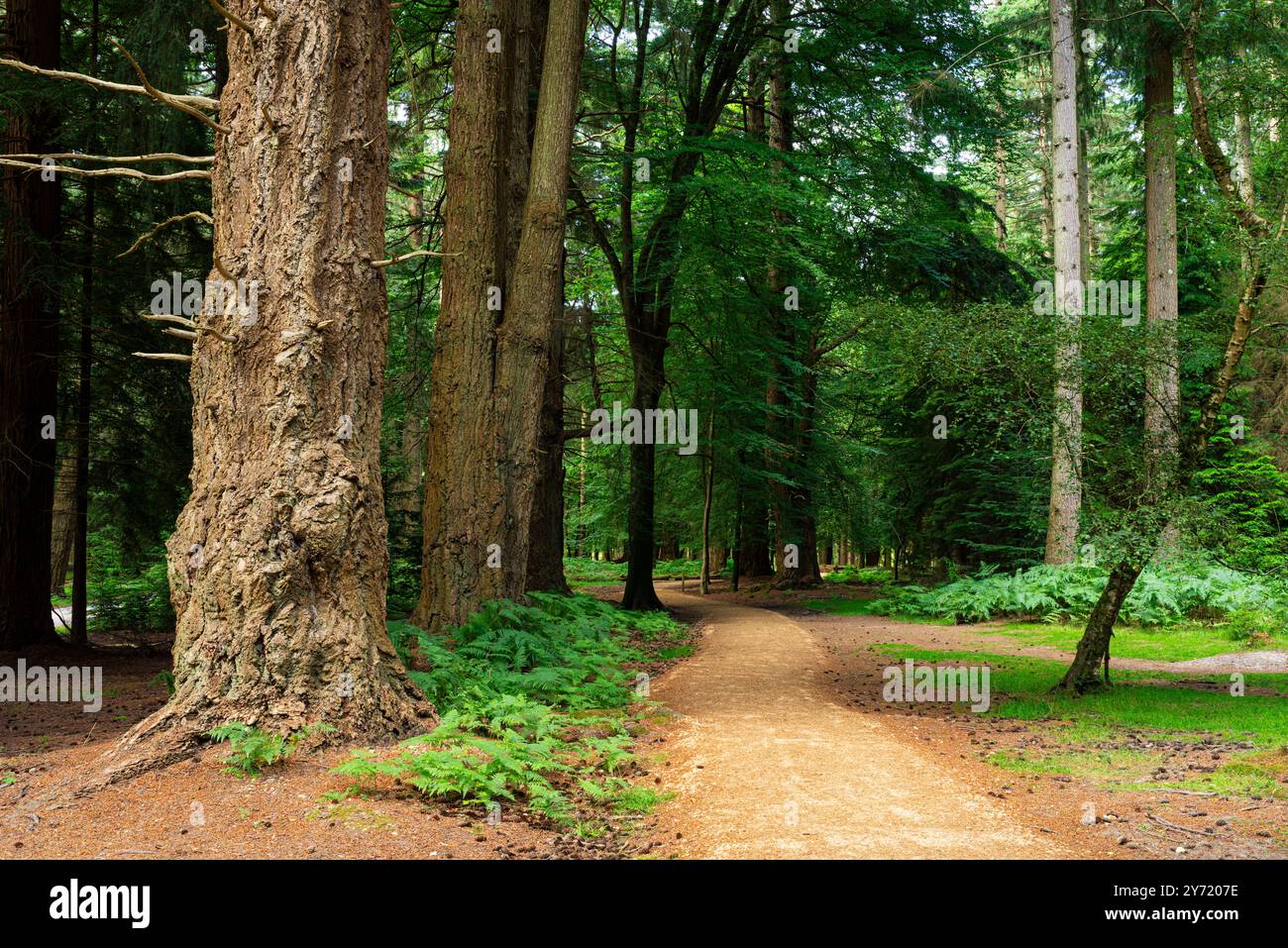 New Forest Hampshire - The Tall trees trail Blackwater Arboretum ...