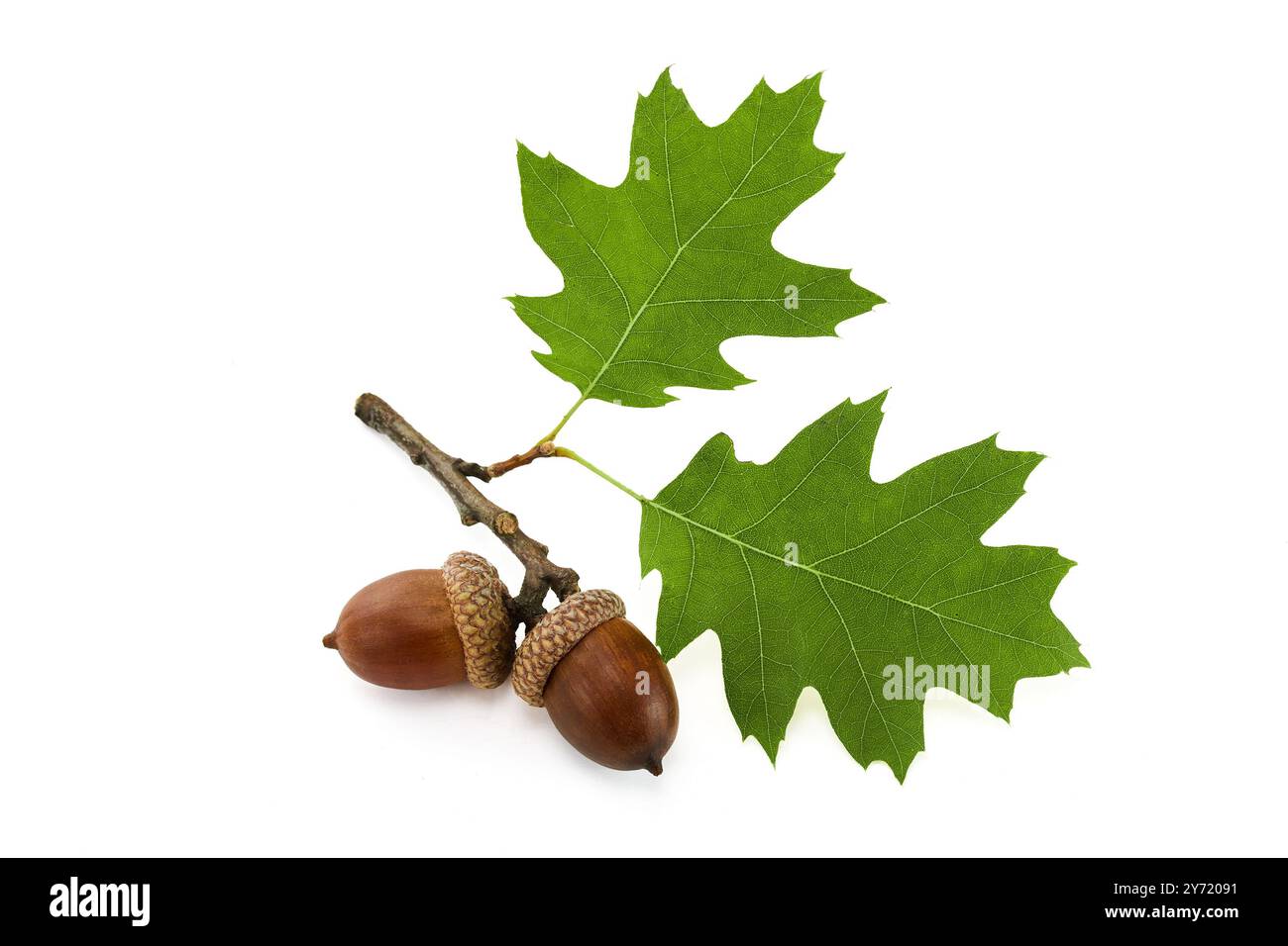 Two green oak leaves with acorns on a white background Stock Photo - Alamy