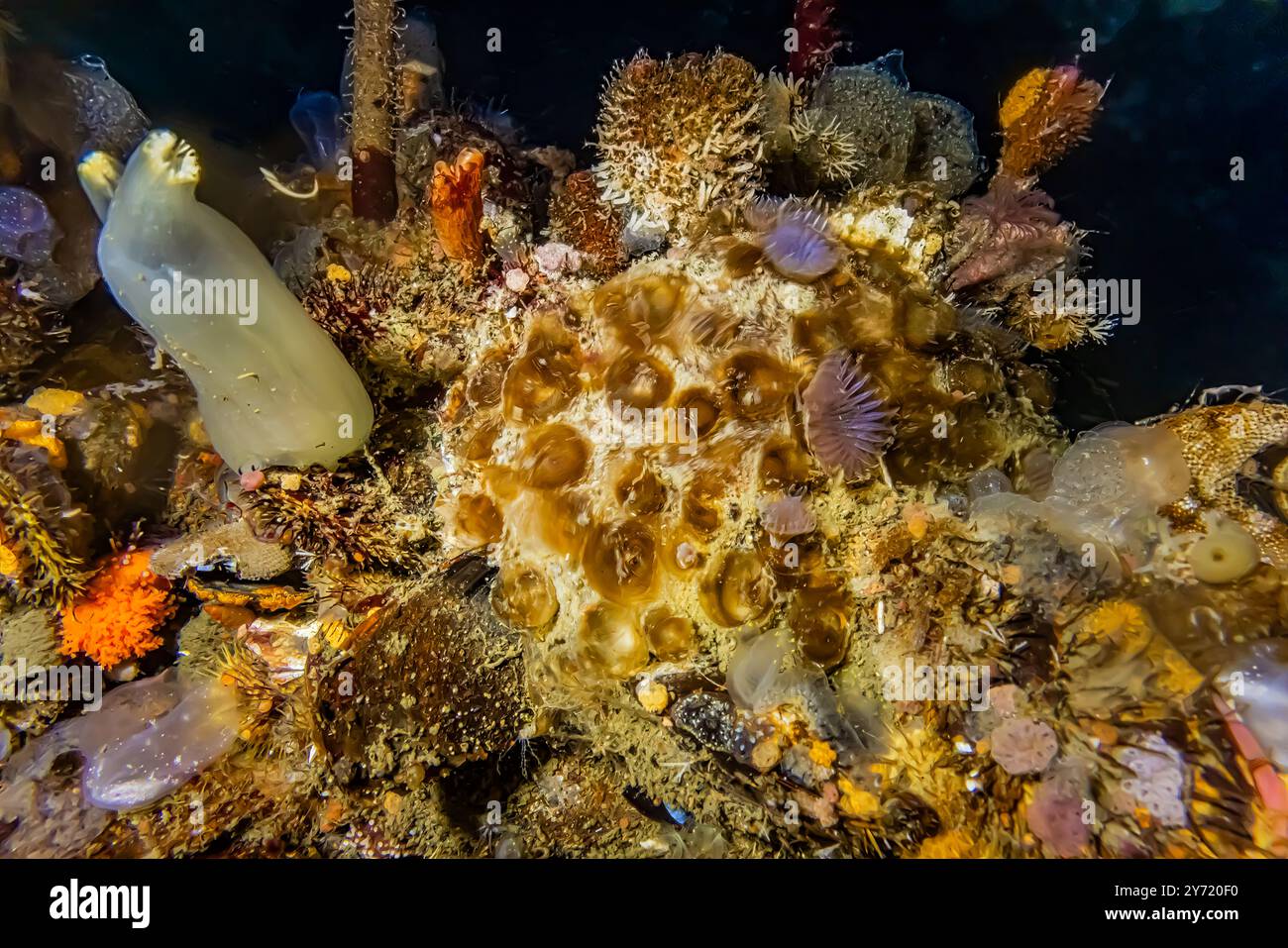 Slime Tube Worm, Myxicola infundibulume, (purple when open) with Orange ...