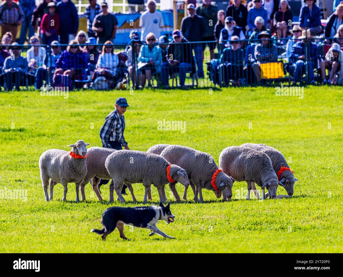 Countryside sheep dog and master hi-res stock photography and images ...