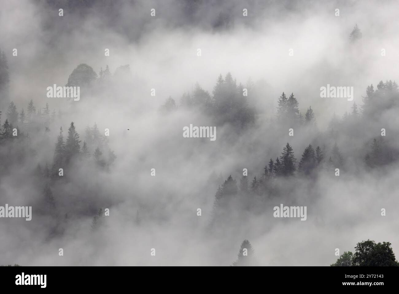 Alps conifer montane forests surrouded in low cloud mist Switzerland ...