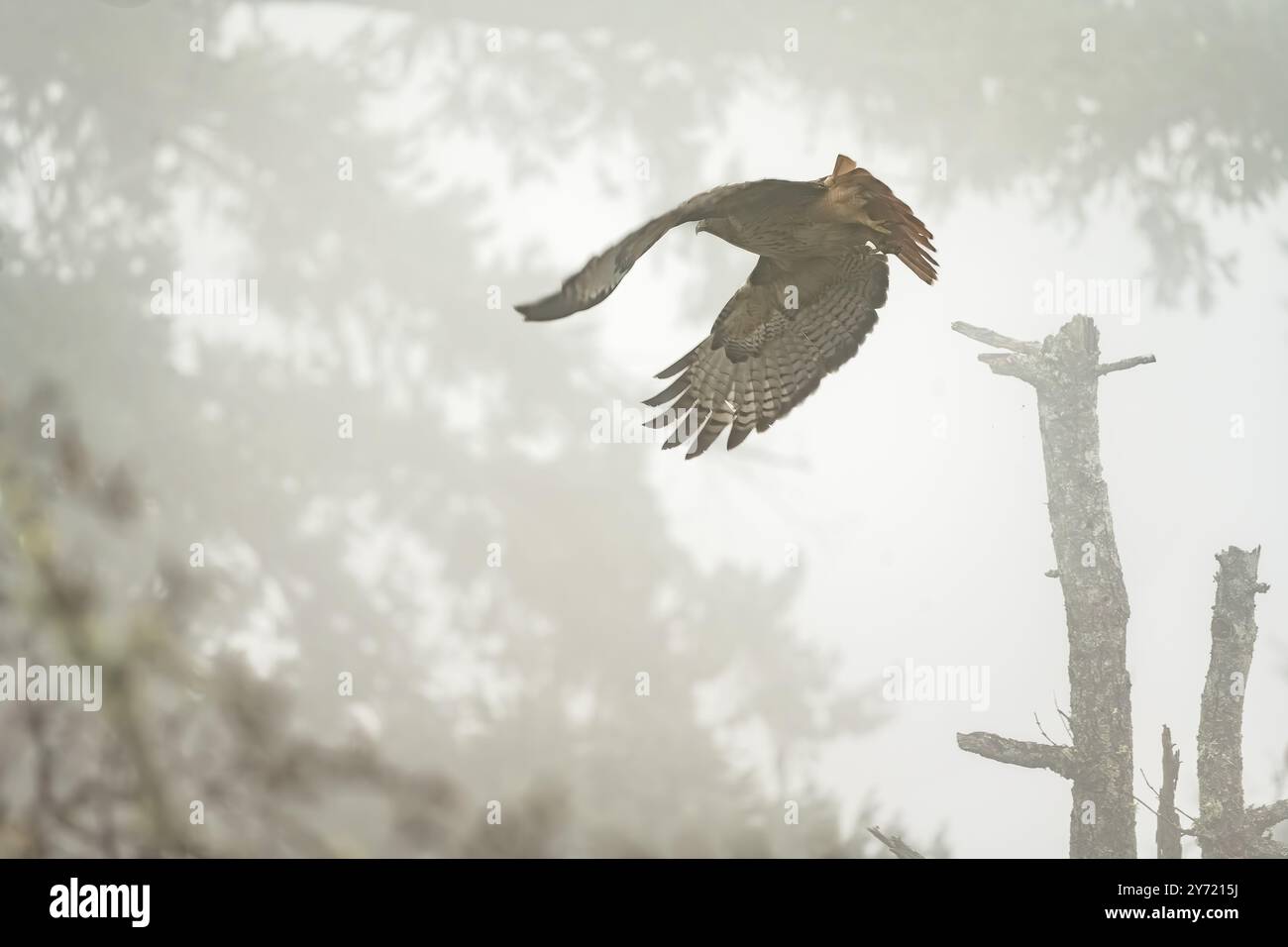 Silent Majesty: A Red-Tailed Hawk in the Mist Stock Photo - Alamy