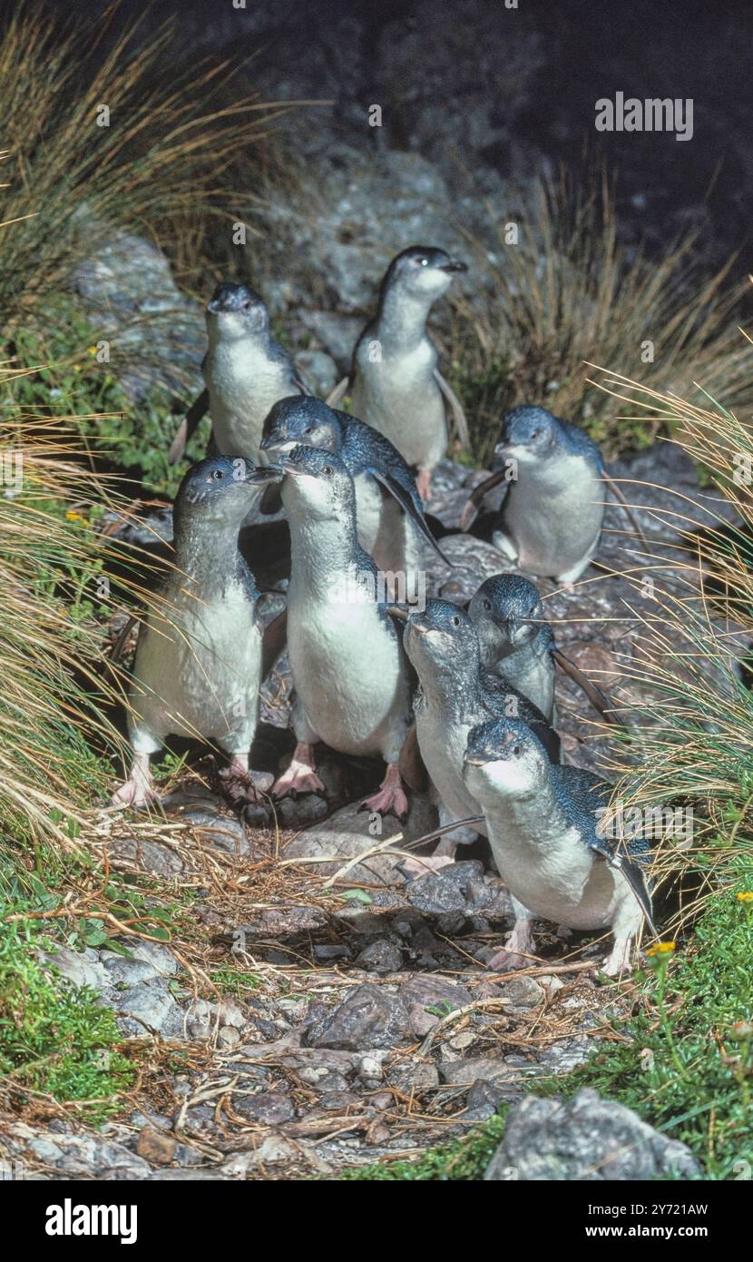 Fairy Penguin (Little Penguin) Eudyptula novaehollandiae Group coming ...