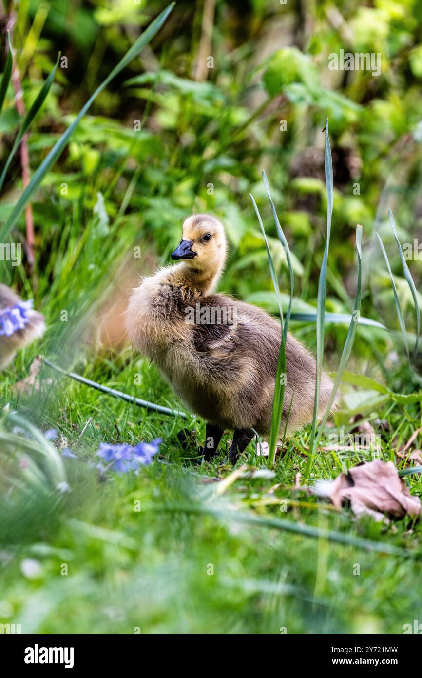 New Beginnings: The Adorable Gosling: A gosling is used for a young ...