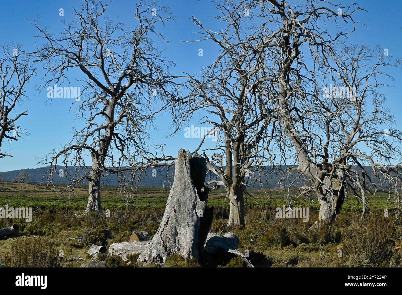 Tasmanian Miena Cider Gum Eucalyptus gunnii subsp. divaricata Central ...