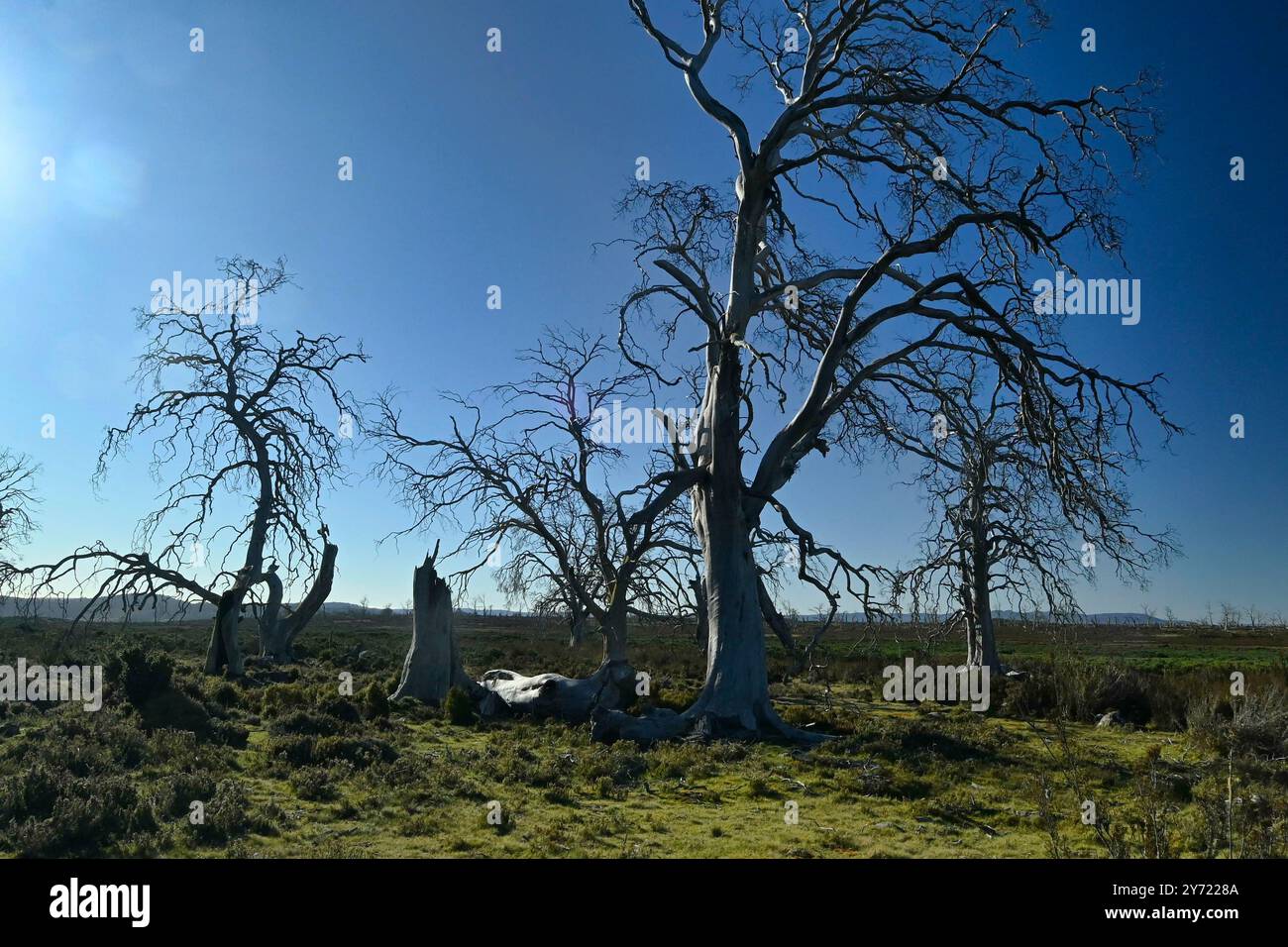 Tasmanian Miena Cider Gum Eucalyptus gunnii subsp. divaricata Central ...