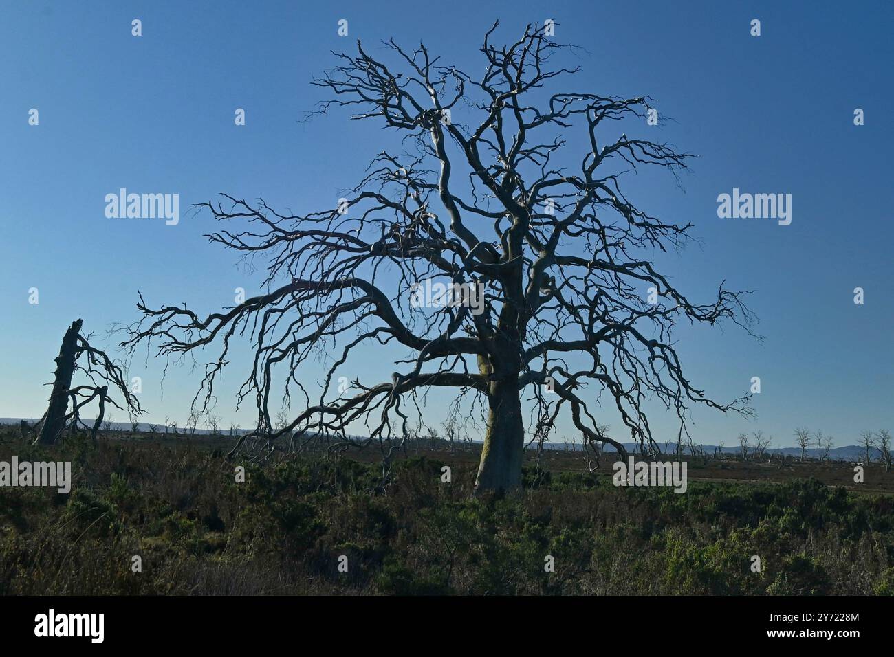 Tasmanian Miena Cider Gum Eucalyptus gunnii subsp. divaricata Central ...
