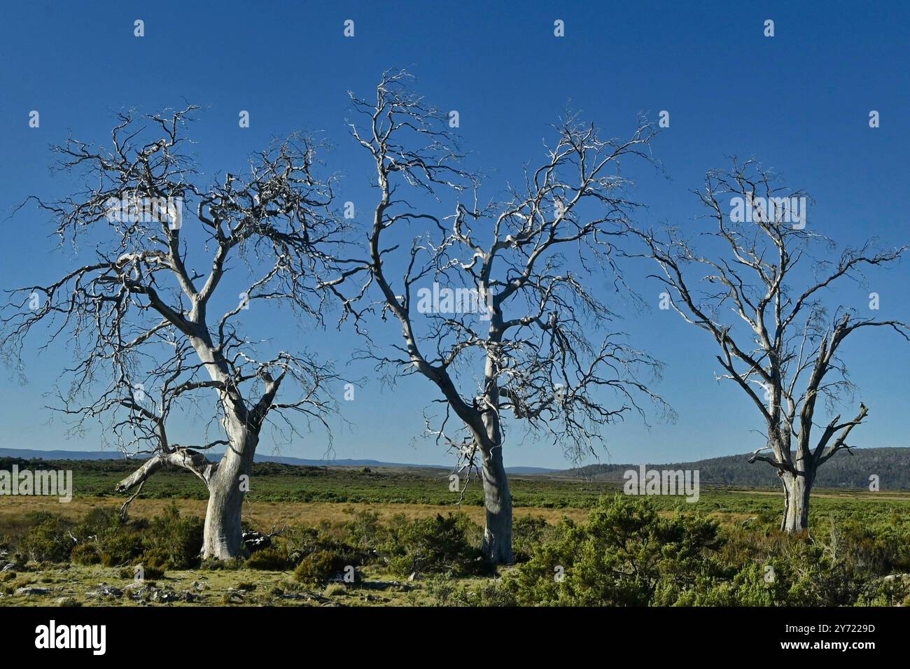 Tasmanian Miena Cider Gum Eucalyptus gunnii subsp. divaricata Central ...
