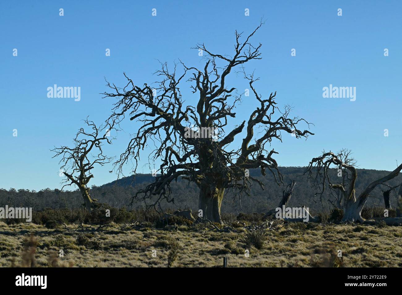 Tasmanian Miena Cider Gum Eucalyptus gunnii subsp. divaricata Central ...