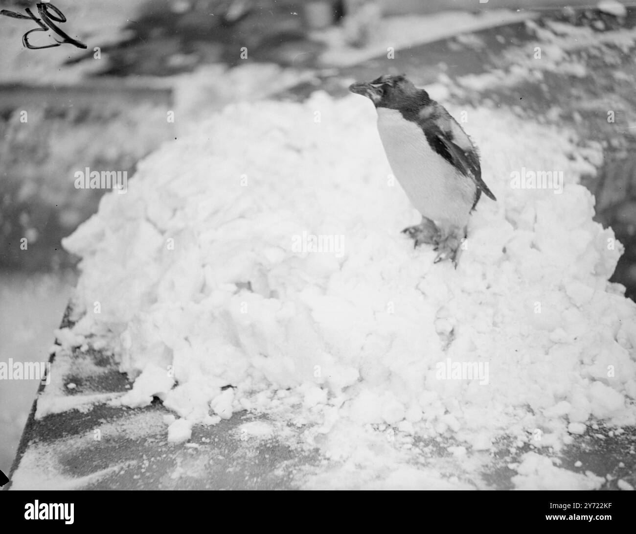 Chille? Antarctic gentleman with undisputed claim to an island at the ...