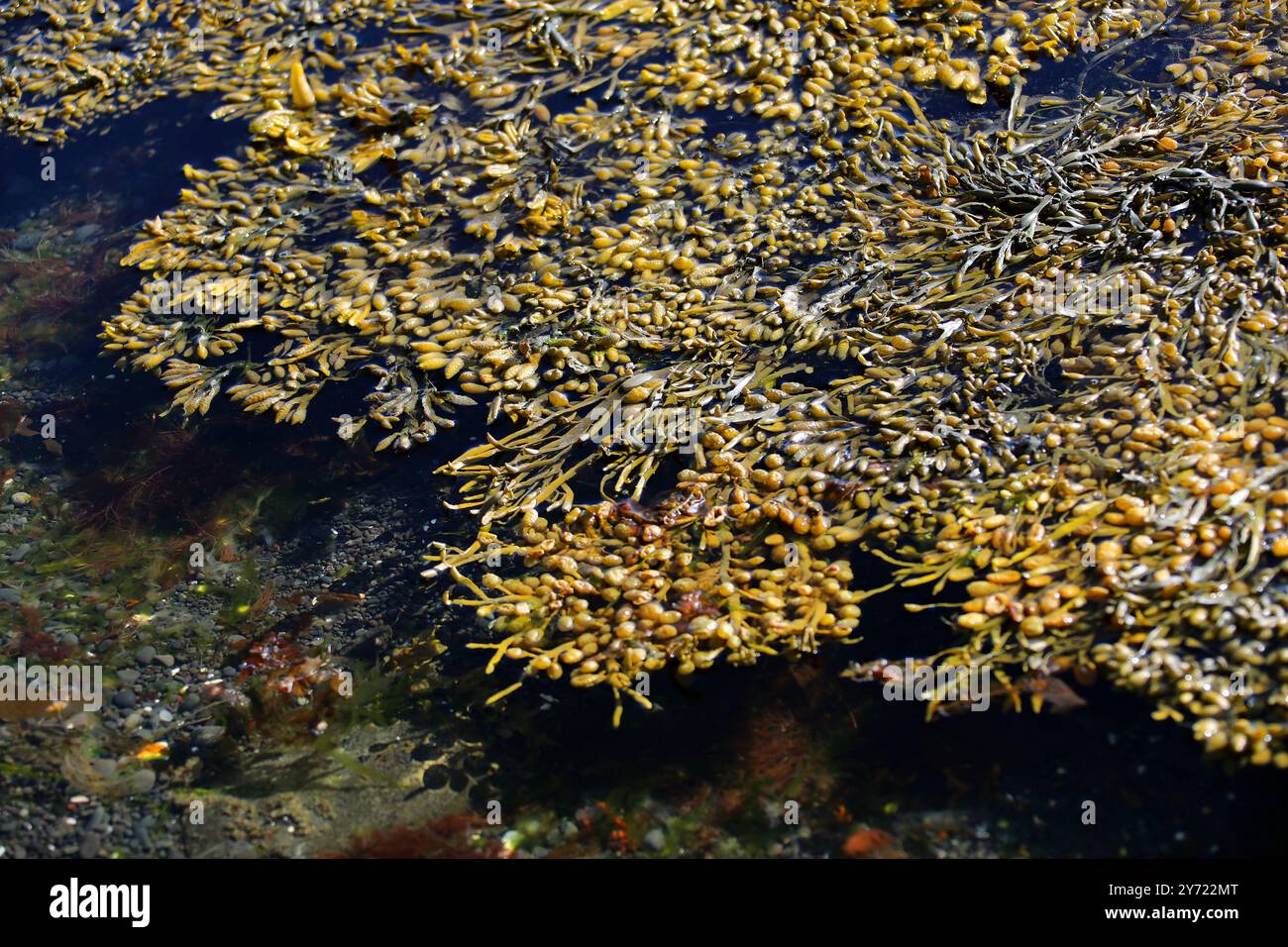 Bladderwrack black tang rockweed hi-res stock photography and images ...