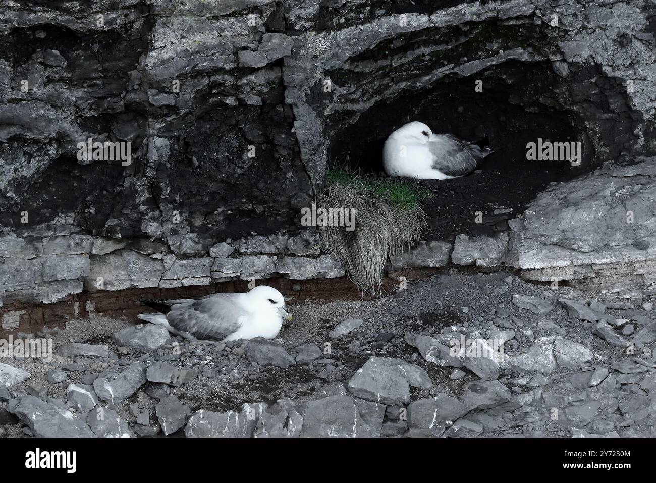 Northern Fulmar or Arctic Fulmar, Fulmarus glacialis glacialis ...