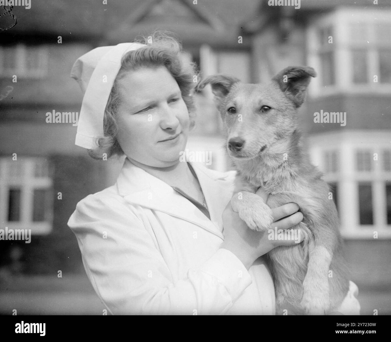 Woman training welsh corgi Black and White Stock Photos & Images - Alamy