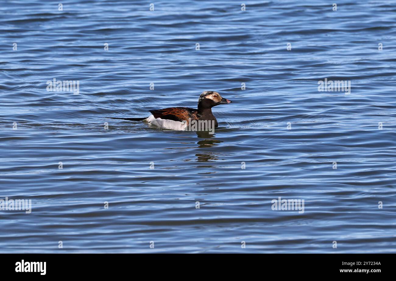 Male Long-tailed Duck, Clangula hyemalis, Anatidae. Northern Iceland ...