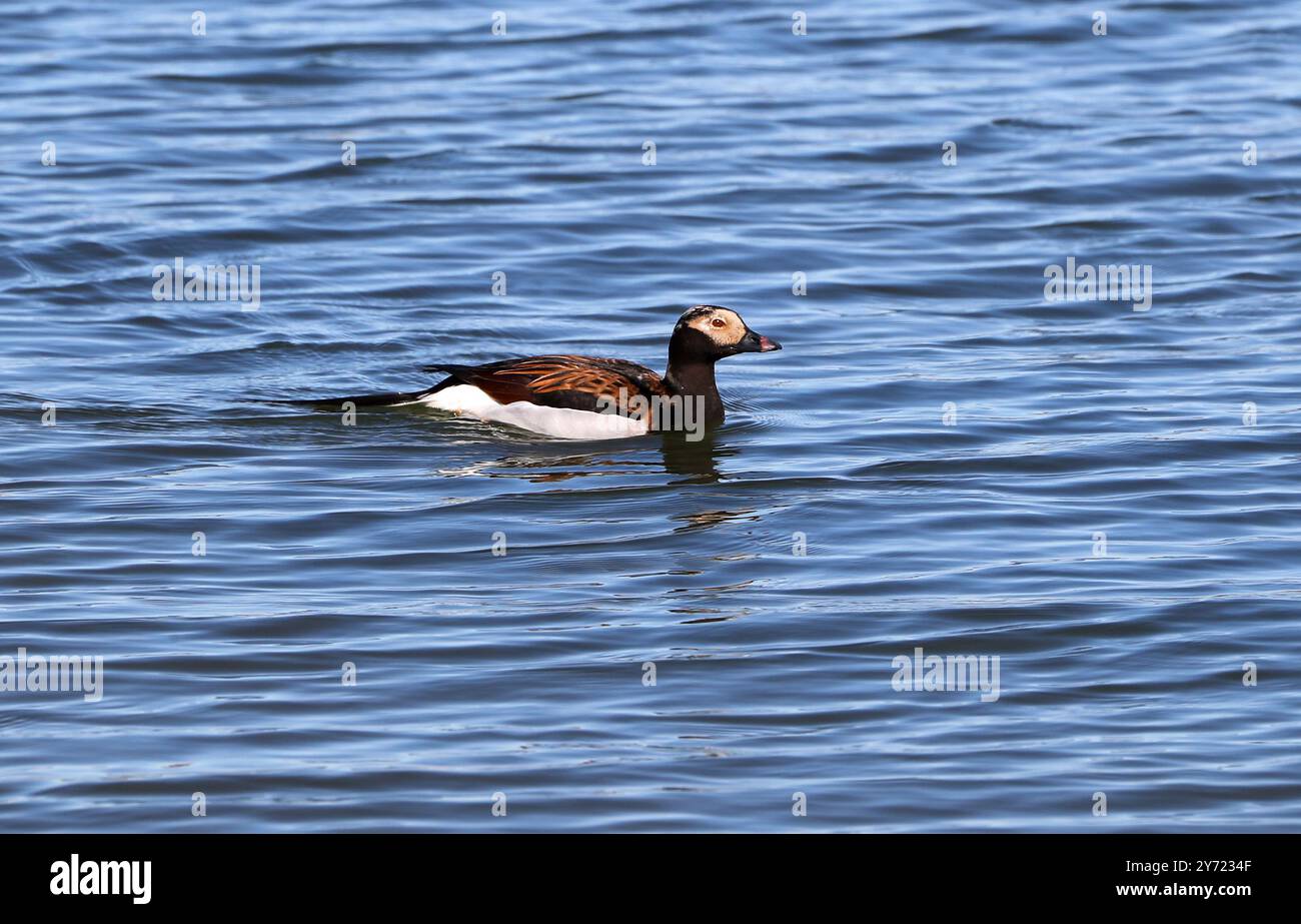 Male Long-tailed Duck, Clangula hyemalis, Anatidae. Northern Iceland ...