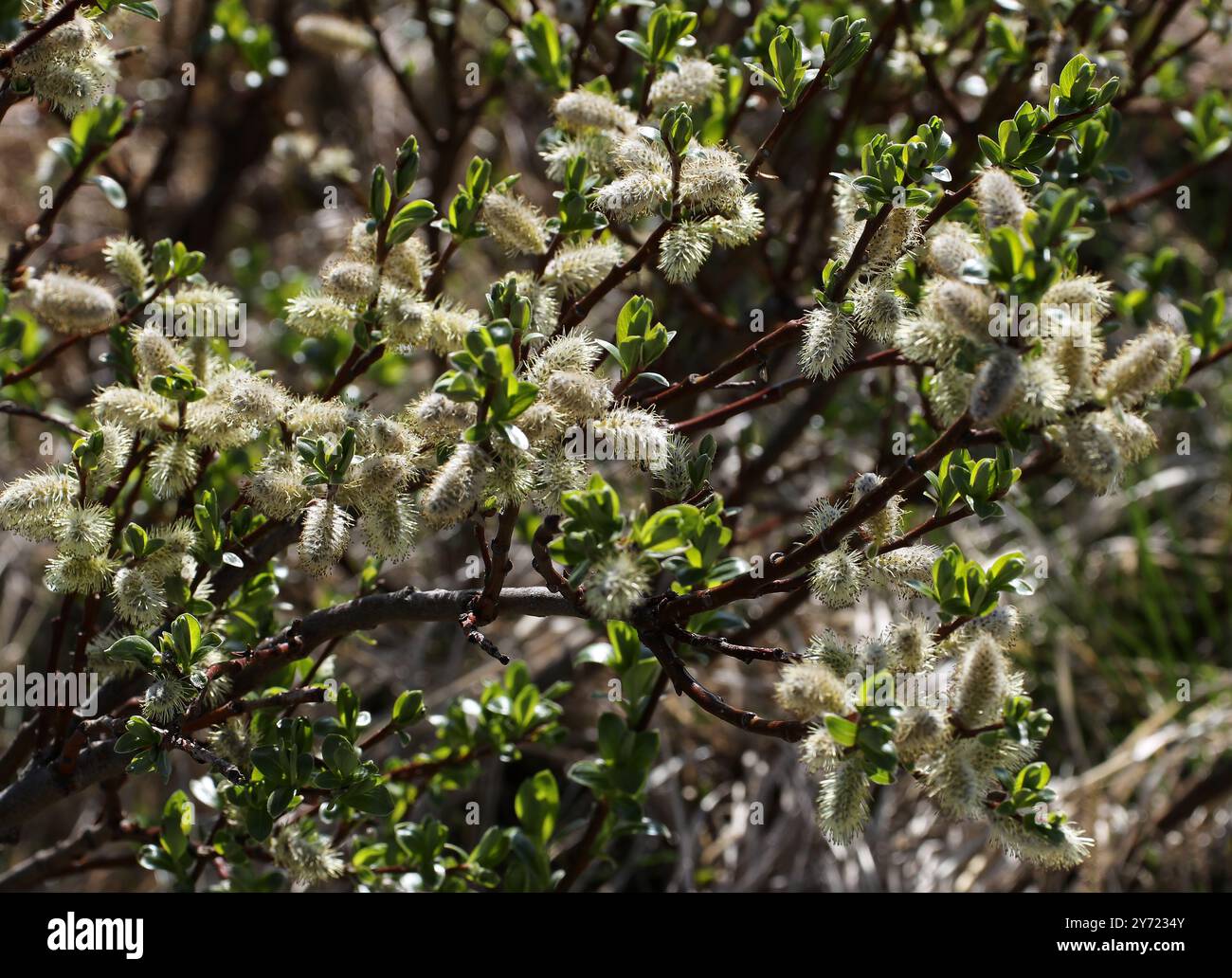 Woolly Willow, Salix lanata, Salicaceae. Northern Iceland. Salix lanata, the woolly willow, is a ...