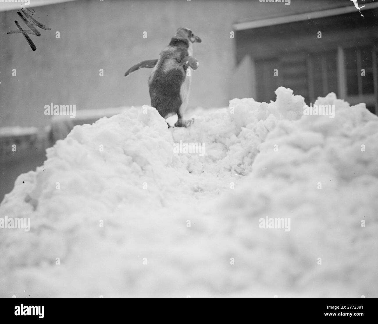 Black stinker Black and White Stock Photos & Images - Alamy