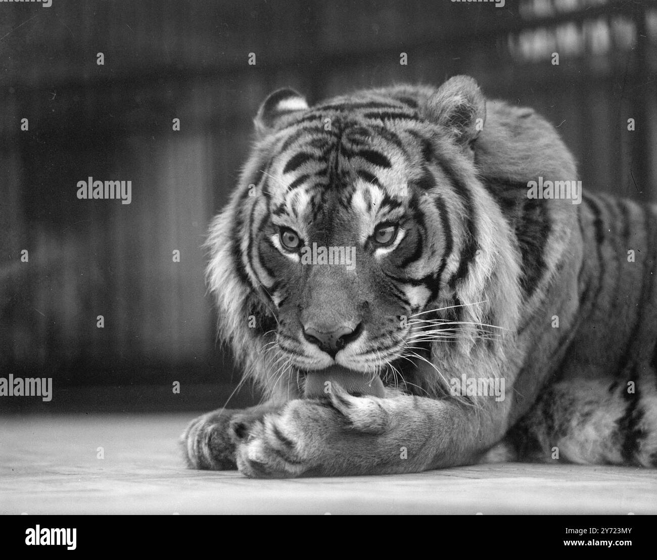 Cat-Lick. Rajah, one of the London zoo's Tigers keep a sharp lookout ...