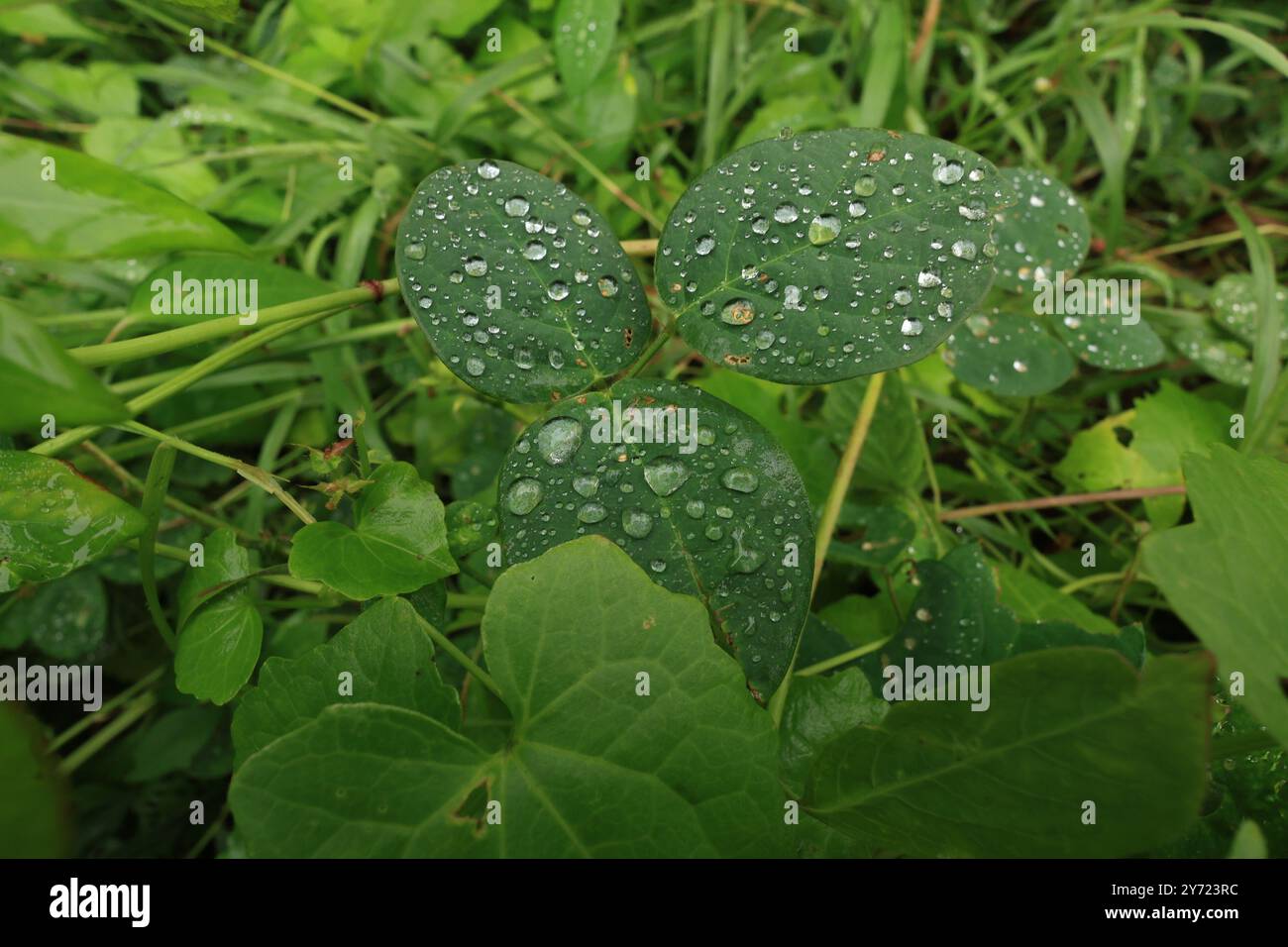 Capillary action on plant leaves. A tiny, invisible force pulling water ...