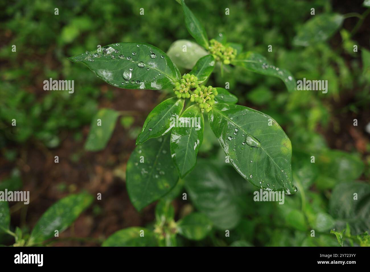 Capillary action on plant leaves. A tiny, invisible force pulling water ...