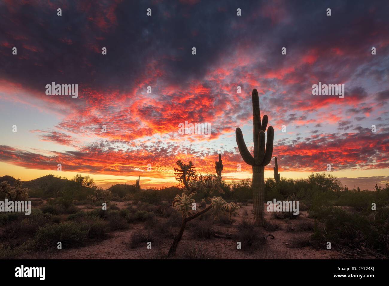Colorful Arizona desert sunset sky with Saguaro cactus silhouette Stock ...