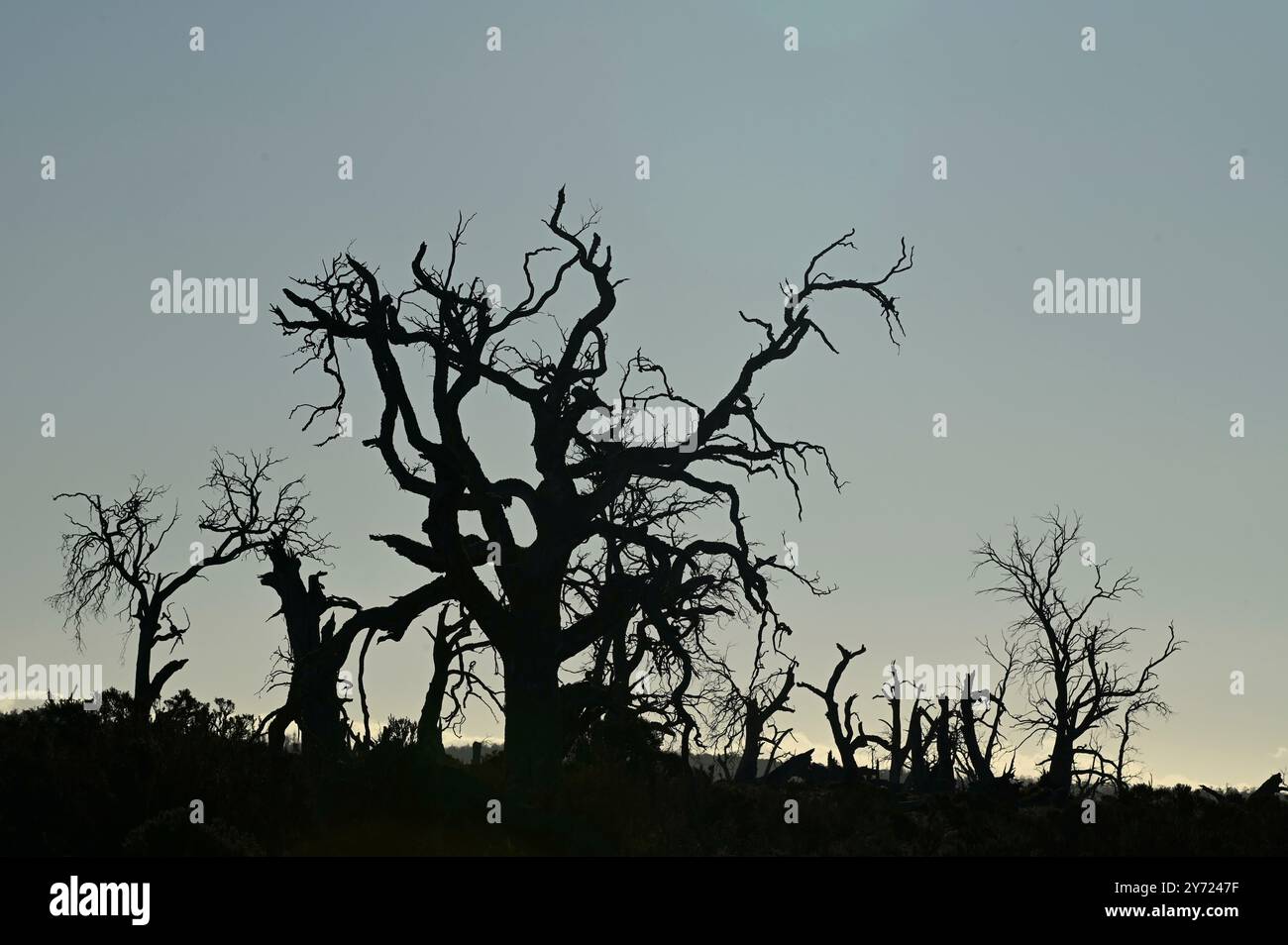 Tasmanian Miena Cider Gum Eucalyptus gunnii subsp. divaricata Central ...