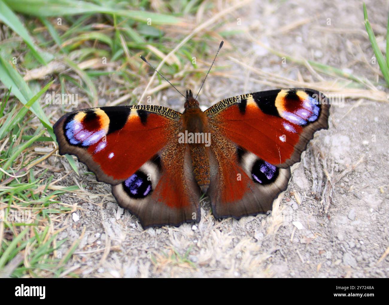Peacock Butterfly, Inachis io, Nymphalidae, Butterfly Stock Photo - Alamy
