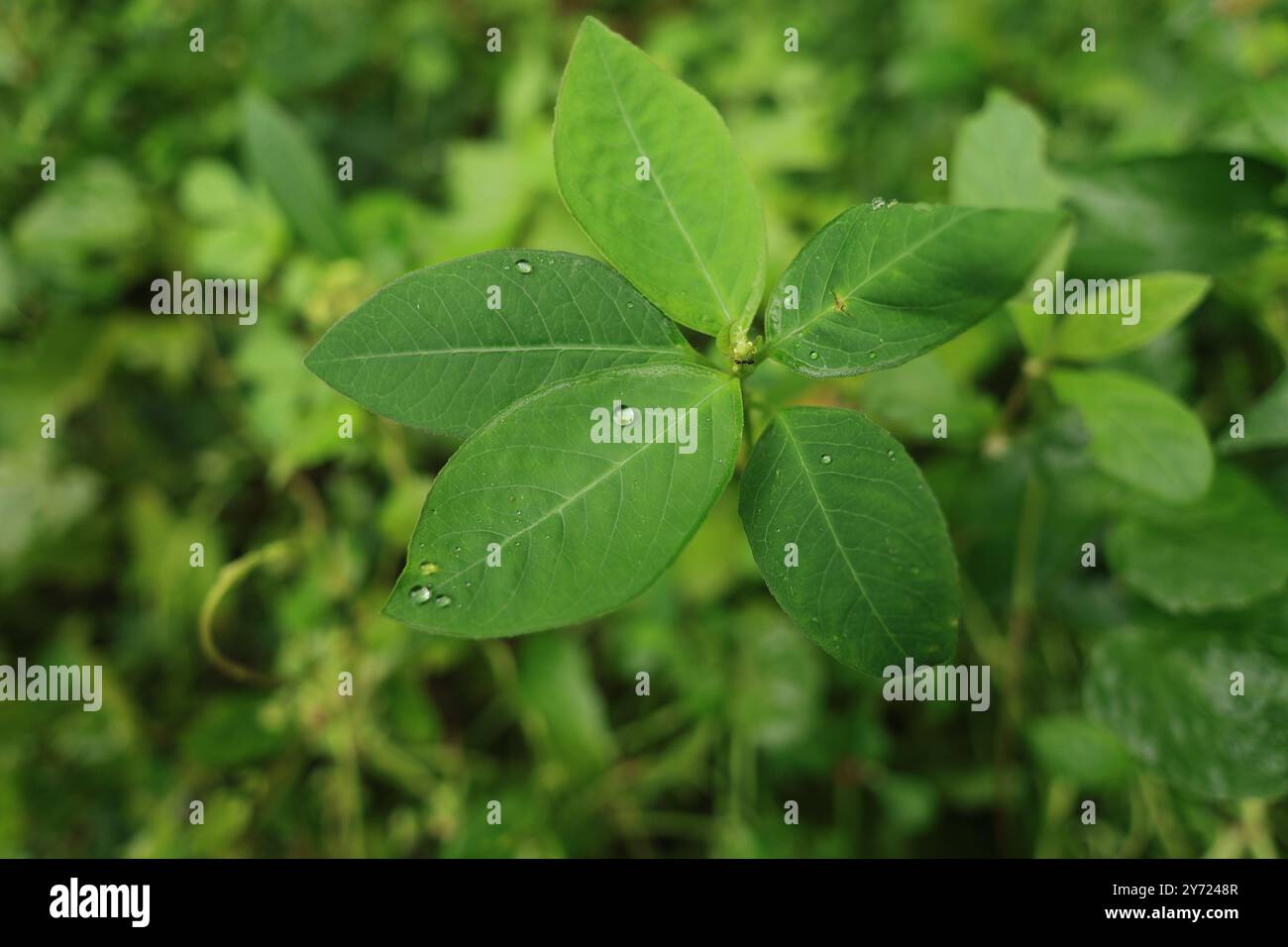 Capillary action on plant leaves. A tiny, invisible force pulling water ...