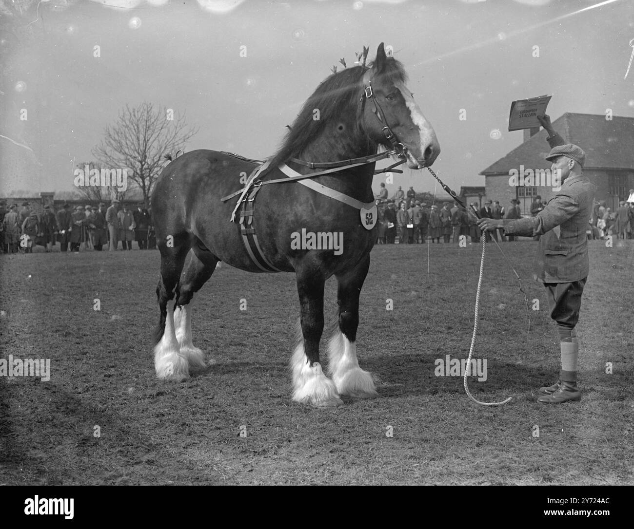 Heavyweight Champion. Magnificent shire horses made a brave show at the ...