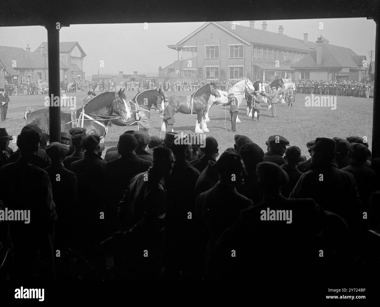 Shire Horses On Show. - - - - Magnificent shire horses made a brave ...