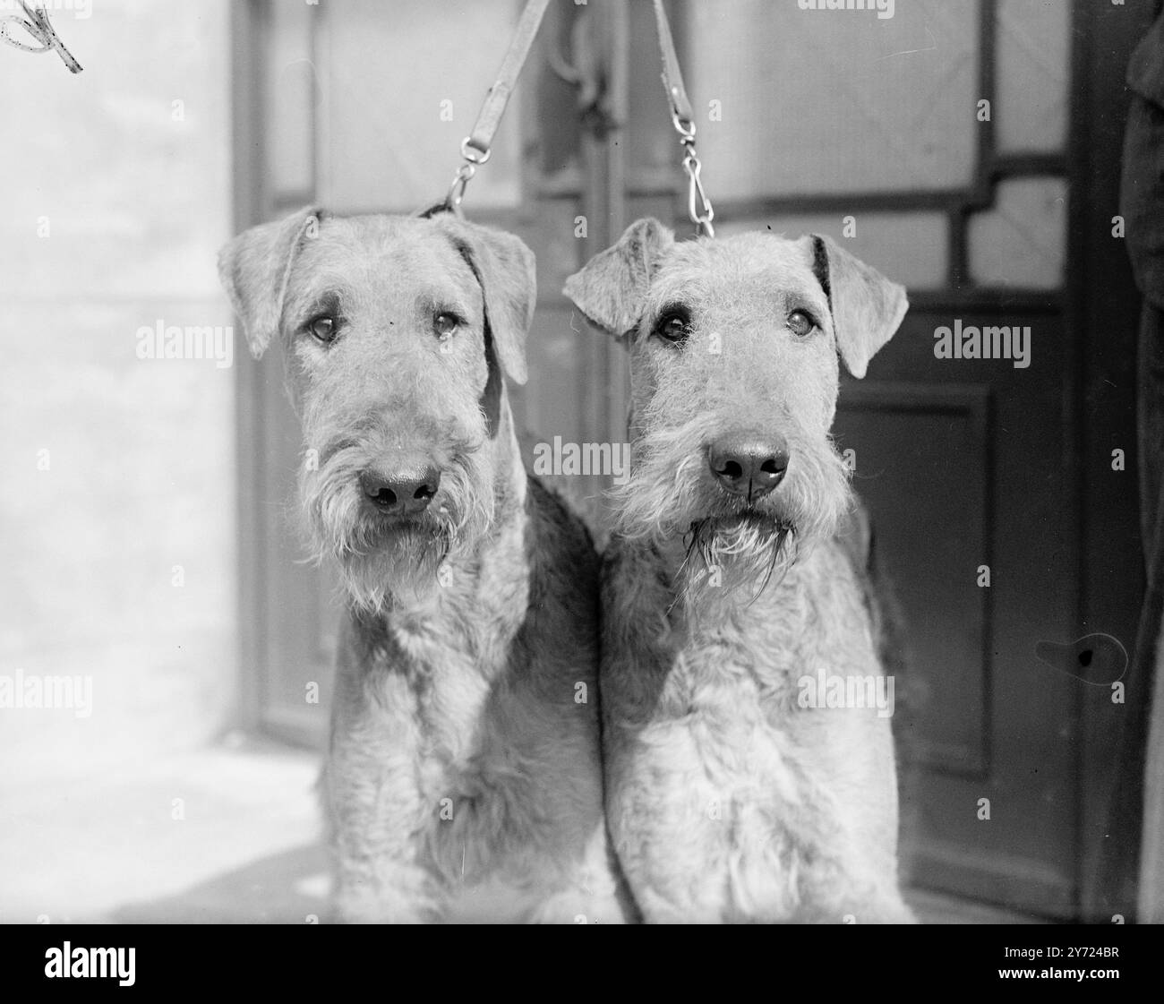 Seen at today's (Monday) London Airedale and Fox Terrier open show at ...