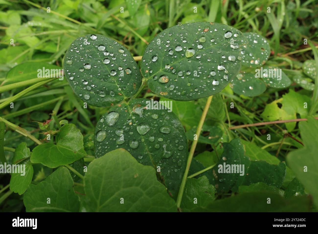 Capillary action on plant leaves. A tiny, invisible force pulling water ...