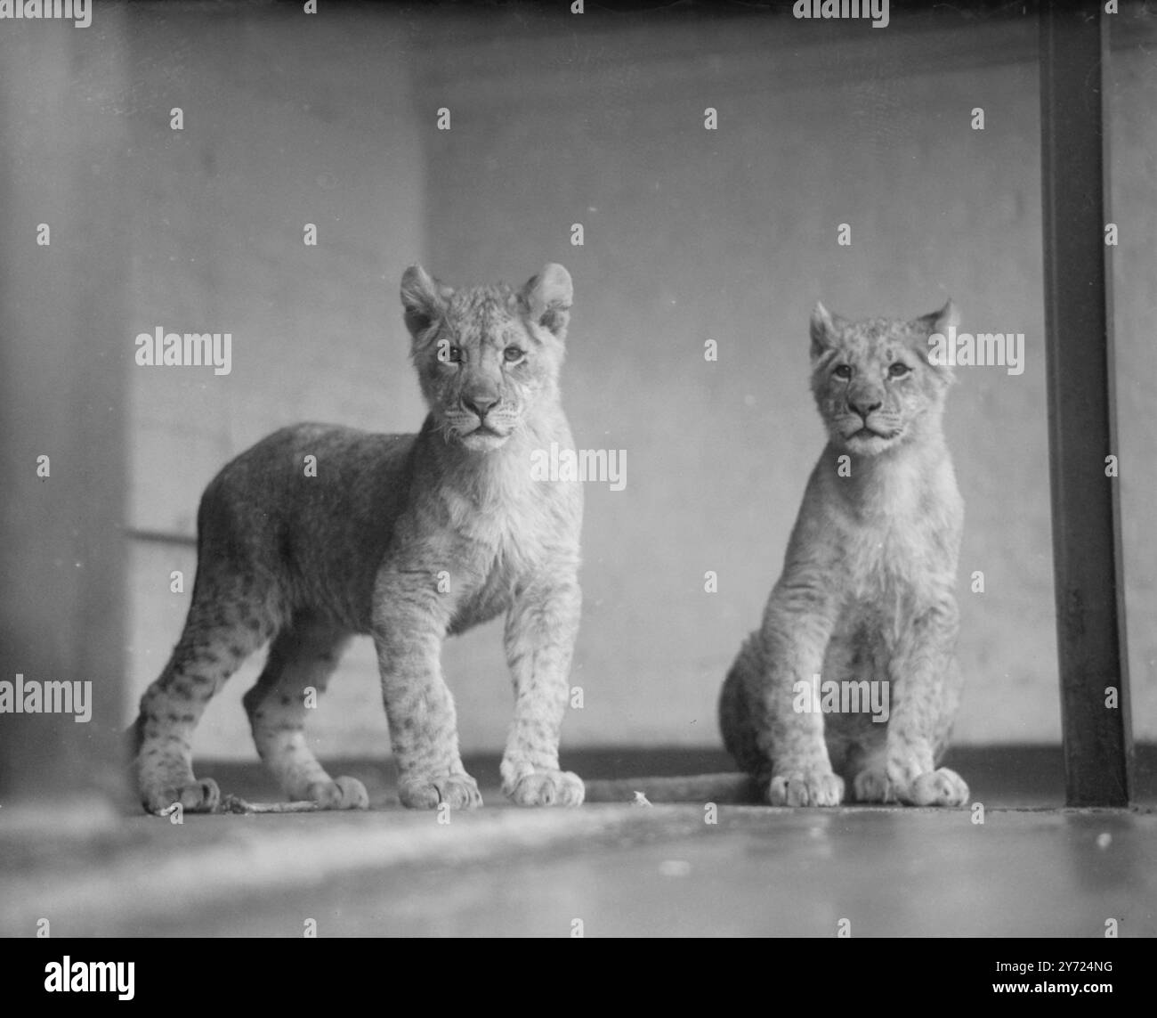 The lively offspring of Janet, the London Zoo's African lioness, thesse ...