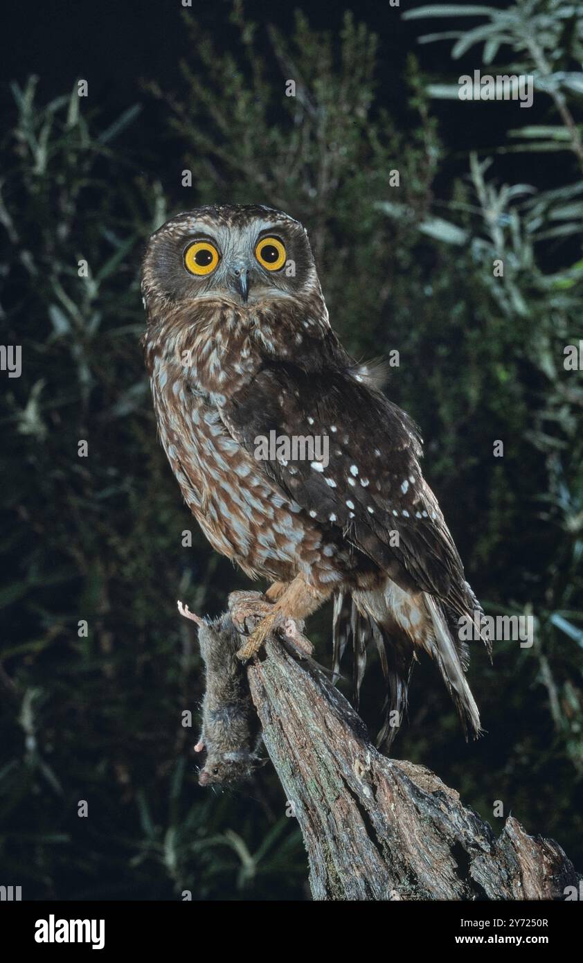Southern Boobook Owl Ninox boobook With mouse prey Tasmania Australia ...