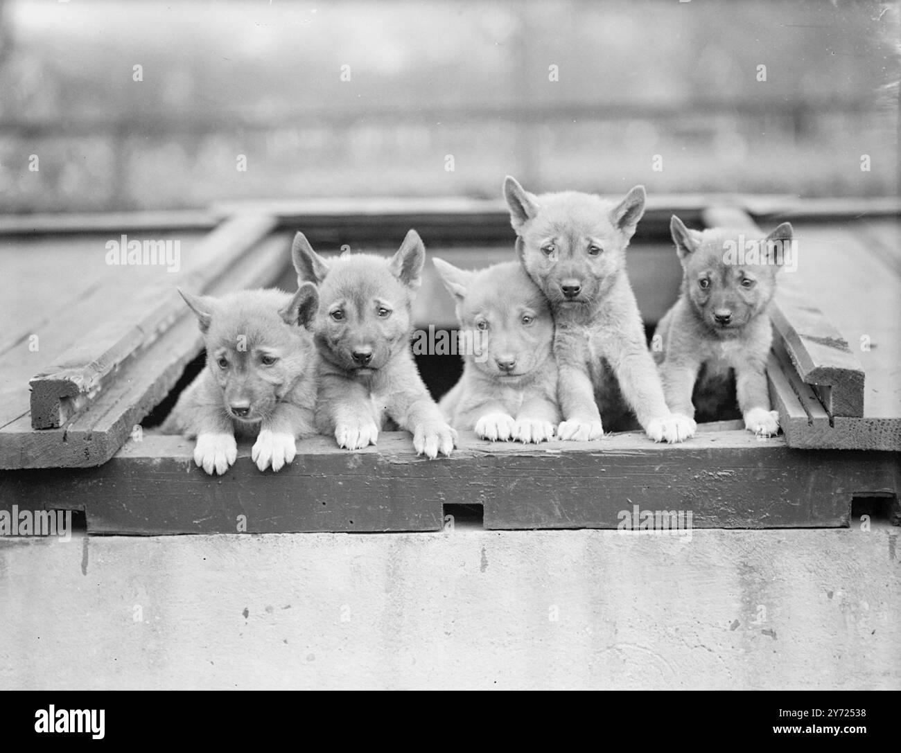 Reading from left to right, this litter of Australian dingo pups are ...