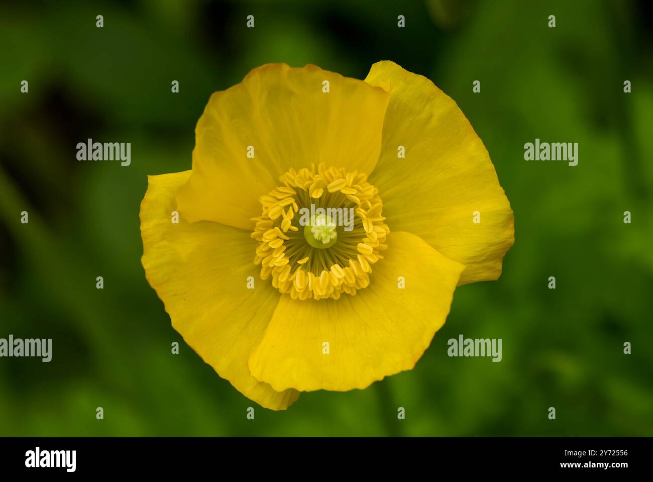 Yellow Papaver cambricum, Welsh poppy, flower close up Stock Photo - Alamy