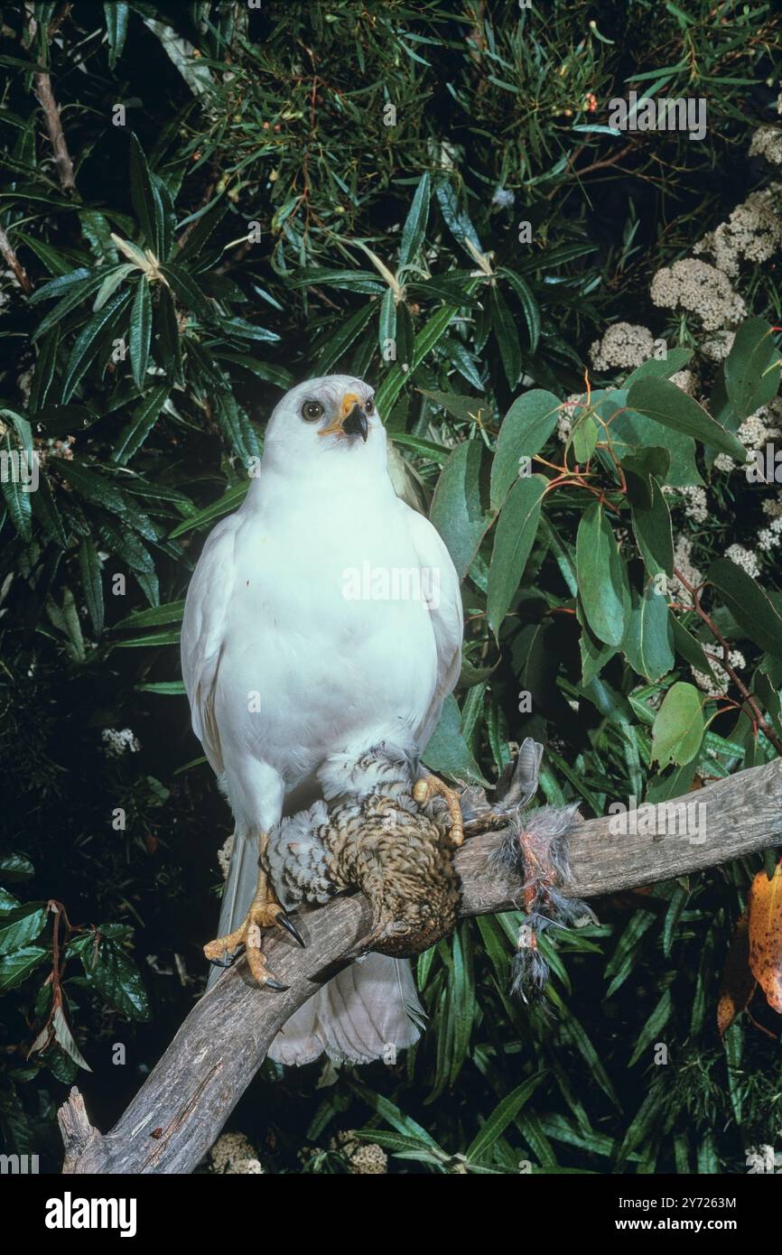 White (Grey) Goshawk Accipiter novaehollandiae Photographed in Tasmania ...