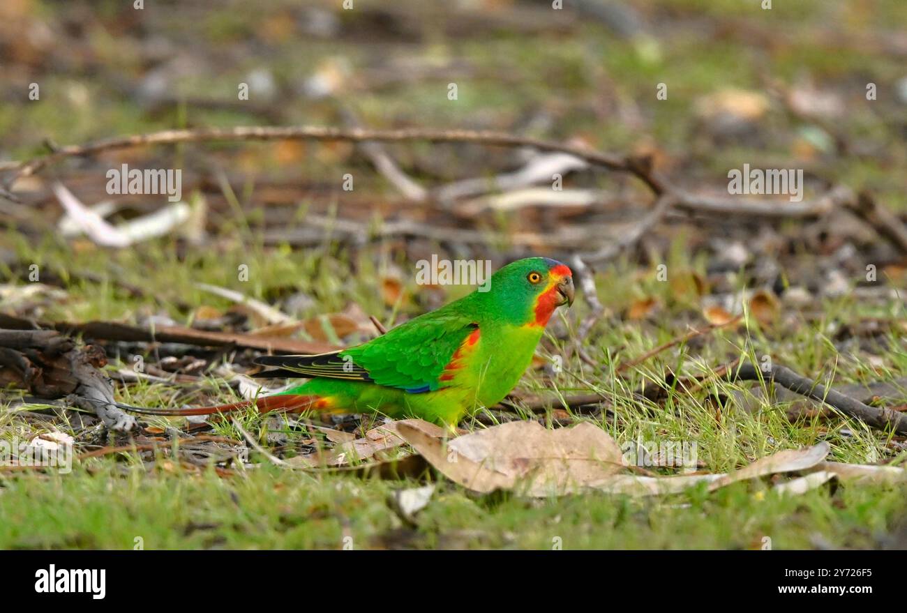 Swift Parrot Lathamus discolor Adventure Bay, Bruny Island, Tasmania ...
