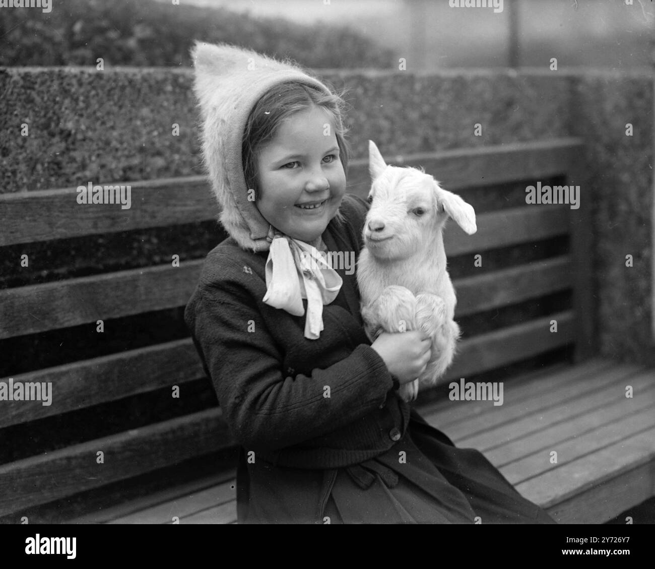 Baby point goats hi-res stock photography and images - Alamy