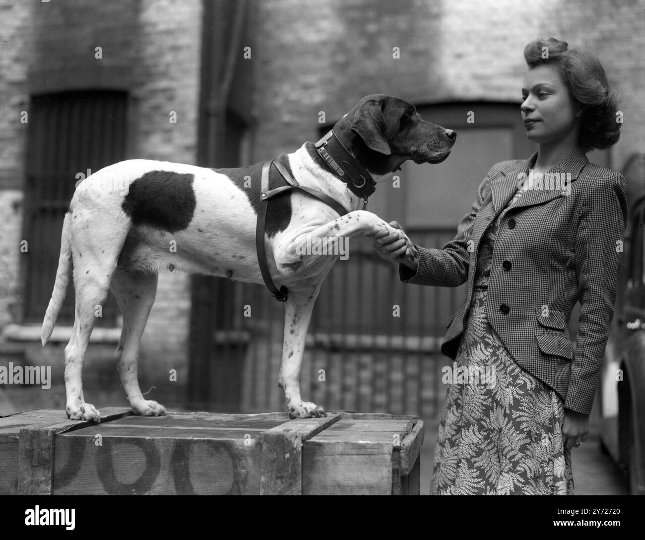 Judy , the POW dog , says goodbye to friends before leaving for ...