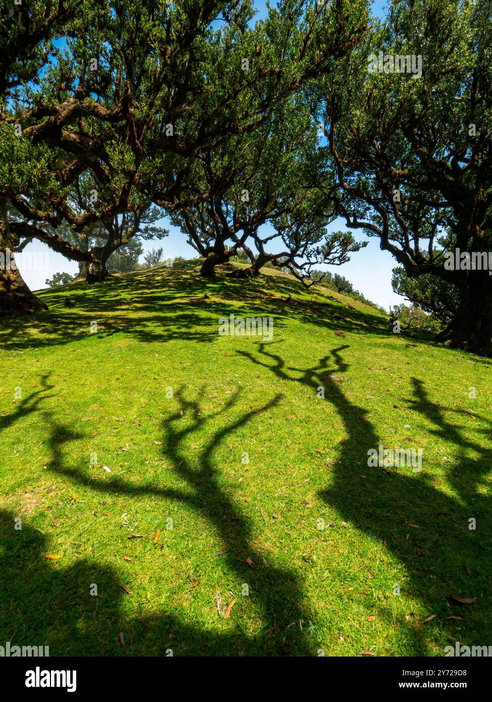 In the mystical laurel forest Laurisilva, also known as the fairy ...