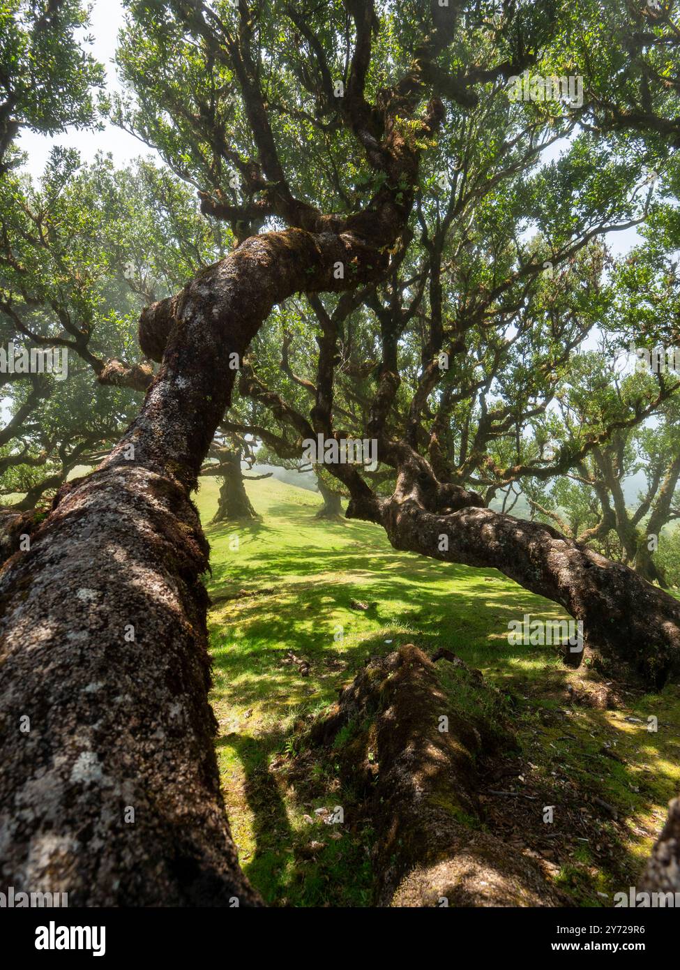 In the mystical laurel forest Laurisilva, also known as the fairy ...