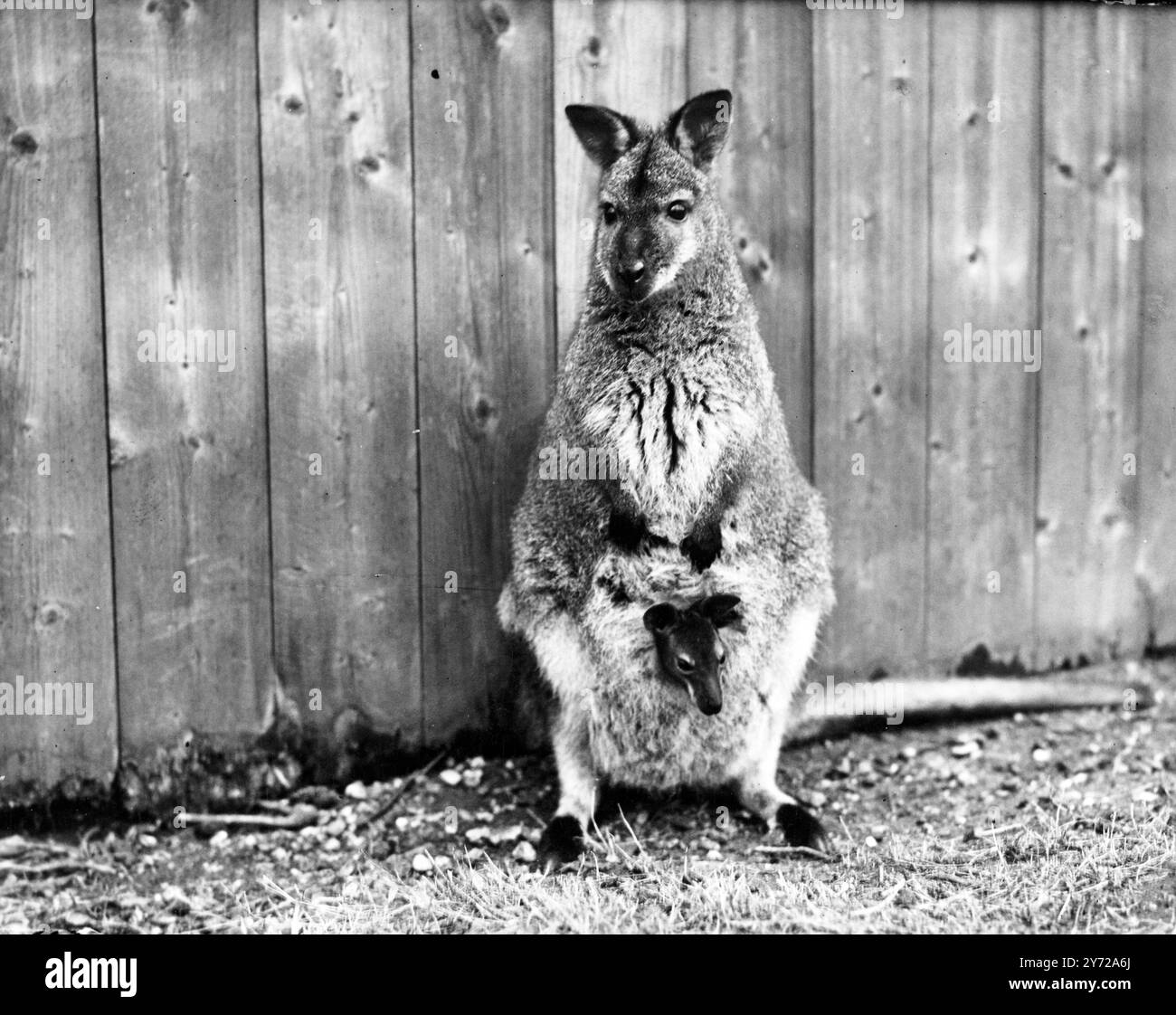 The London zoo's baby wallaby takes its first peep at the world from ...