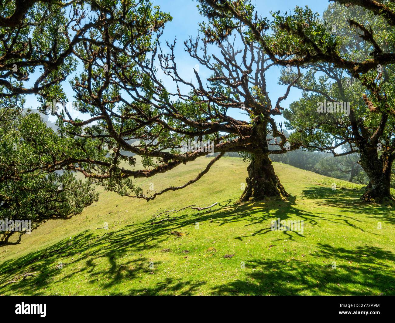 In the mystical laurel forest Laurisilva, also known as the fairy ...