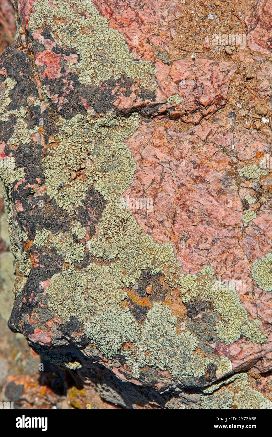 Close up of lichen on pink granite rock formation in Black Canyon of ...