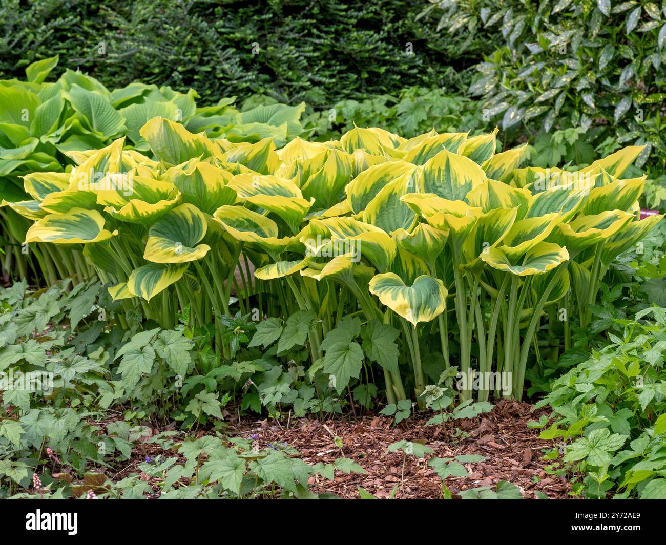Hosta Queen Josephine growing in a garden Stock Photo - Alamy