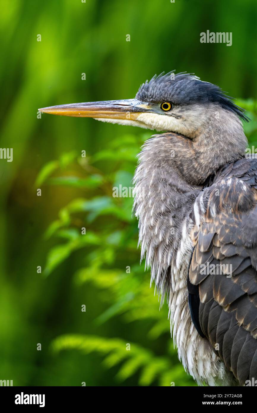 Grace in focus: A close-up of a heron, showcasing its sharp gaze and ...
