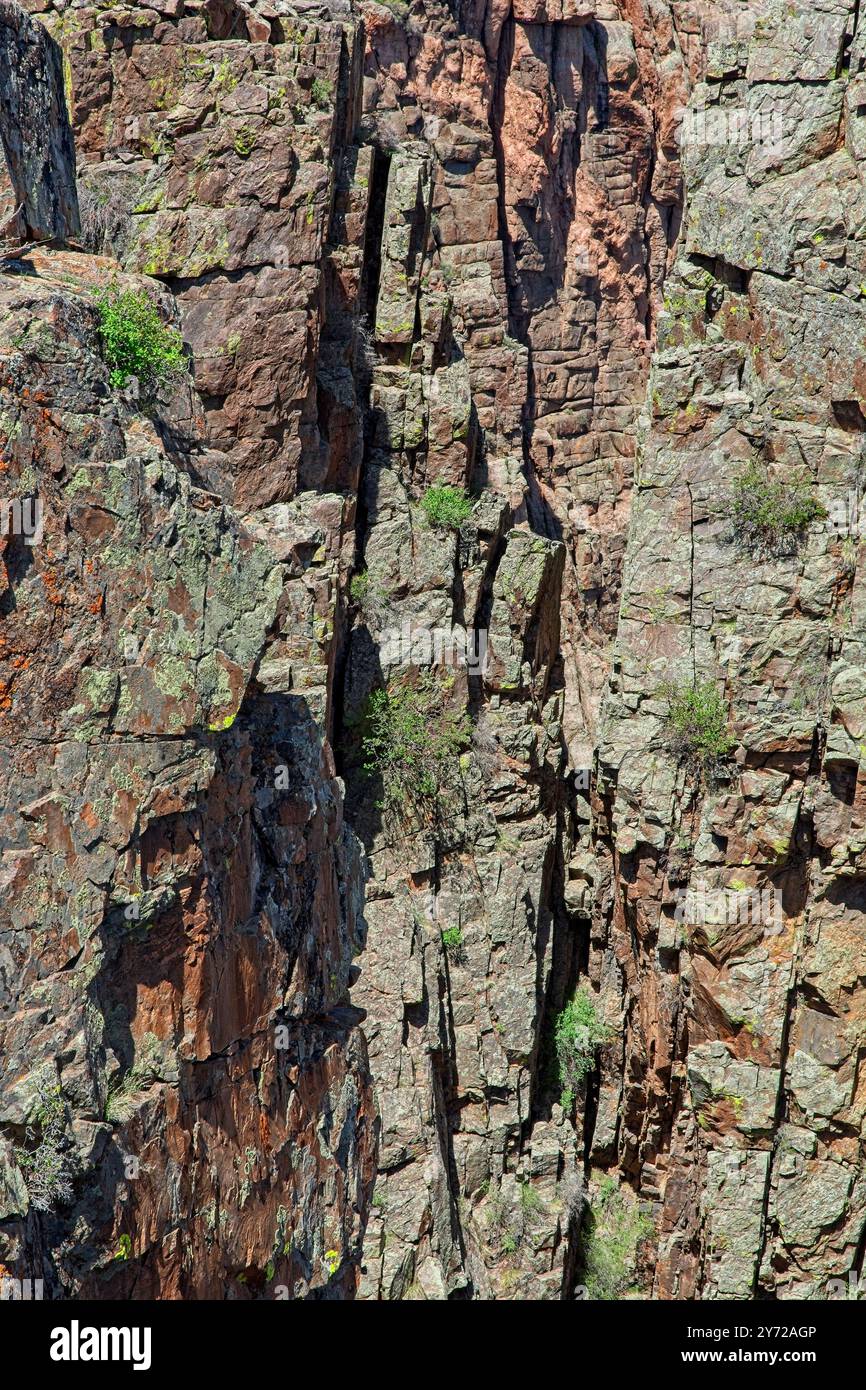 Trees cling to the lichen covered cliff walls of Black Canyon Stock ...